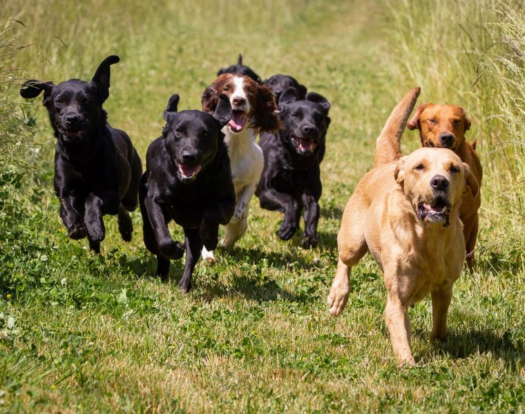Glasybont Best Labrador Breeder UK | Glasybont Gundogs