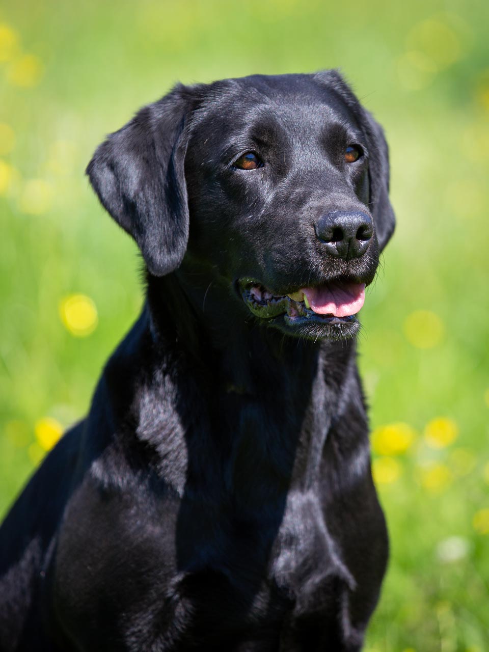 Inka | Glasybont Gundogs