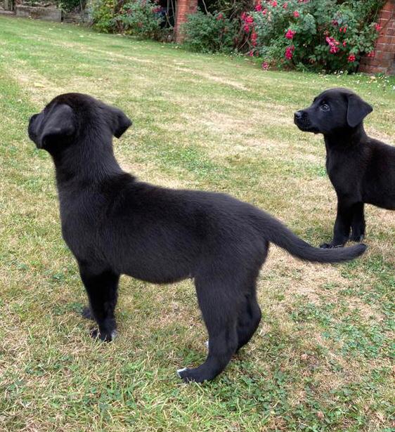 Puppies Available Now | Glasybont Gundogs