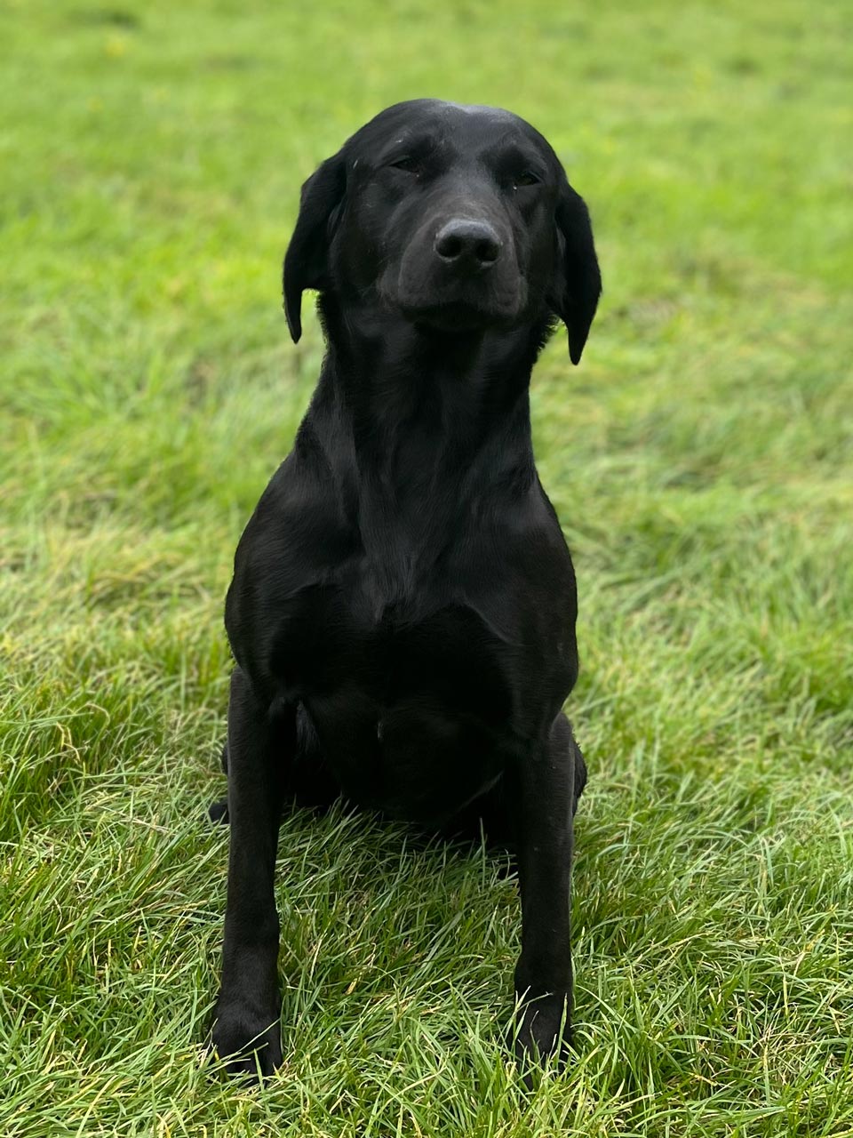 Briar | Glasybont Gundogs