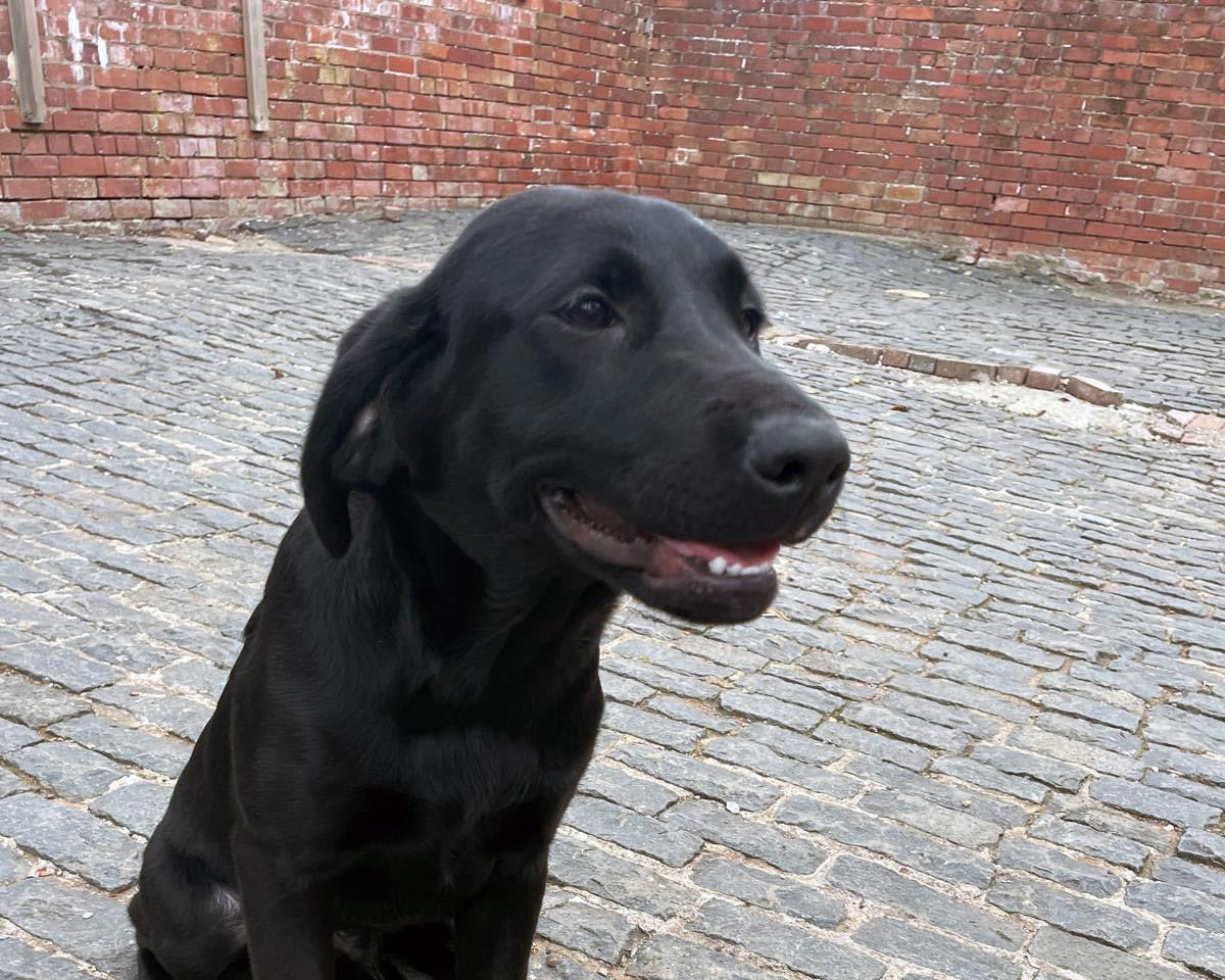 Duke gets ready to fly to Texas | Glasybont Gundogs